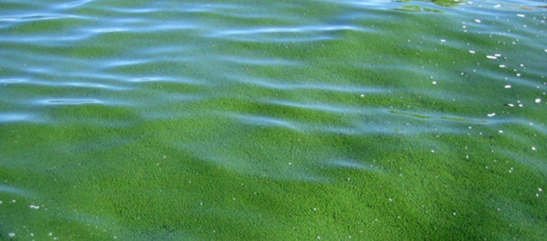 100% Pure Organic Blue Green Algae From Klamath Lake
